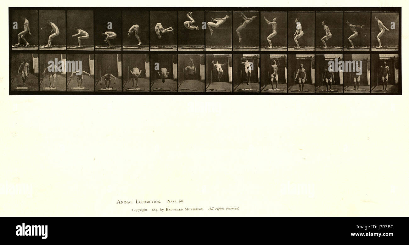This plate from 'Animal Locomotion' illustrates a series of movements ...