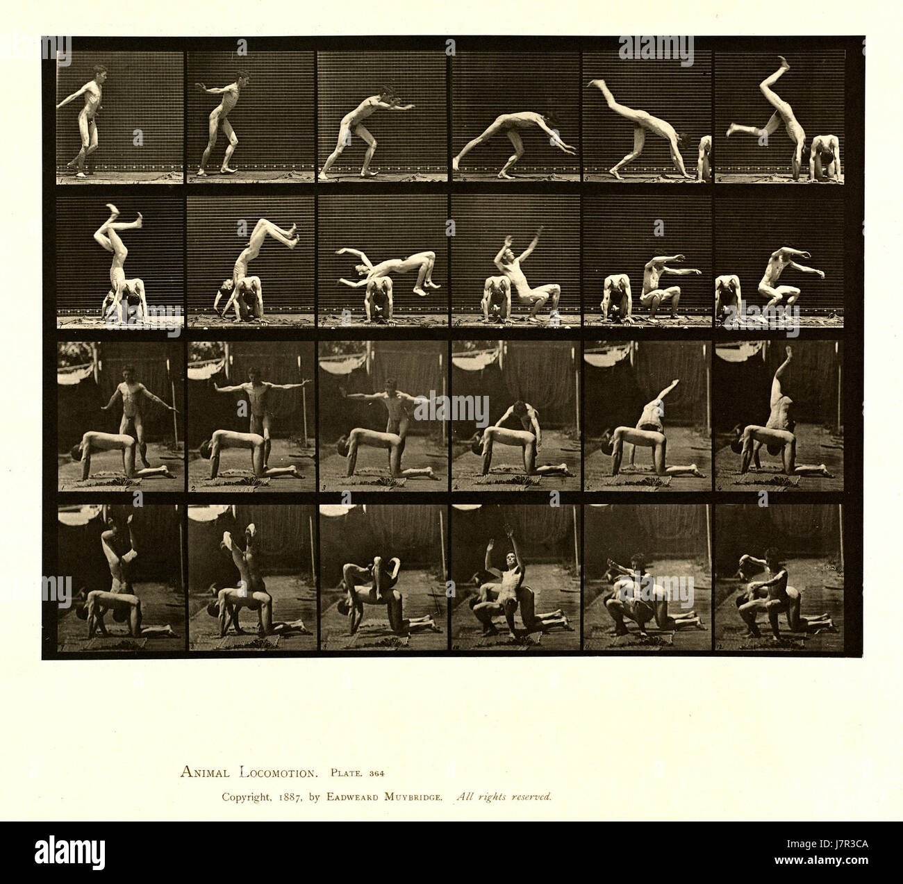'Animal Locomotion' by Eadweard Muybridge is a photographic series that ...