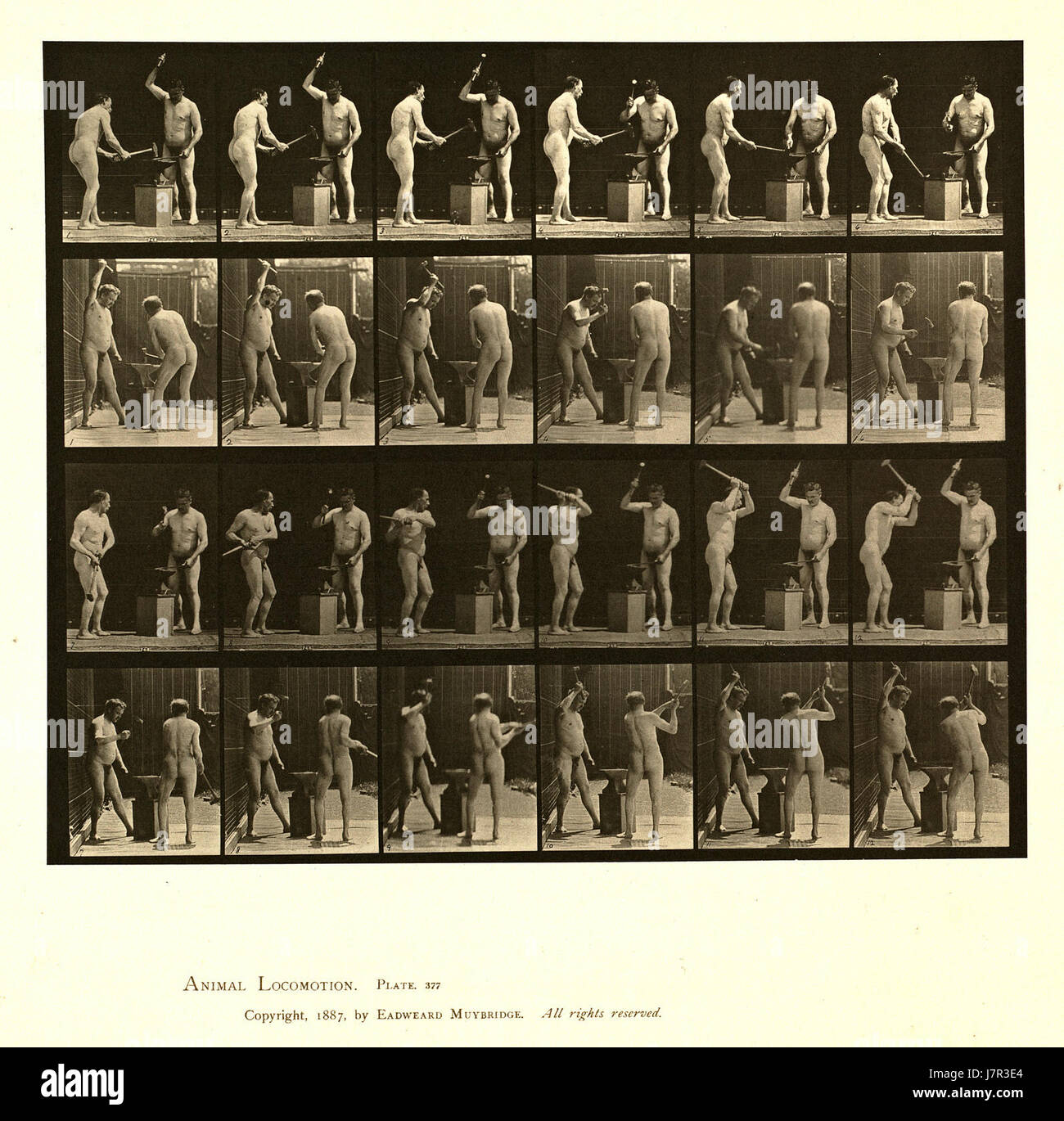 This image is from 'Animal Locomotion,' a pioneering work by Eadweard ...