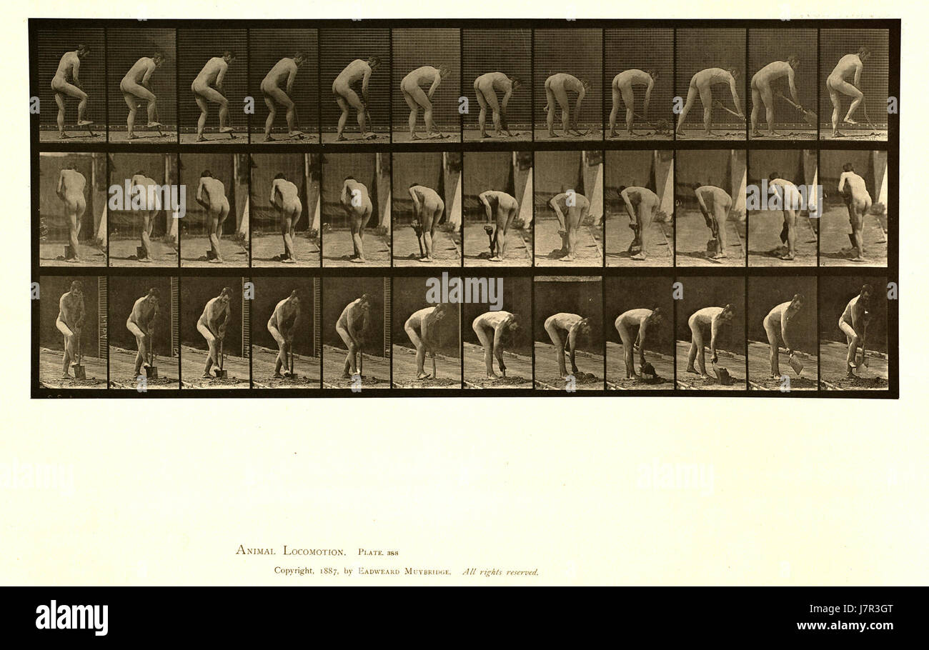 Plate 388 from 'Animal Locomotion' depicts a detailed study of animal ...