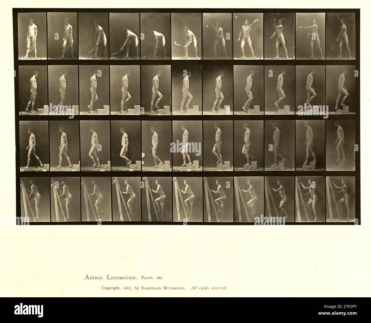 Plate 486 from the series 'Animal Locomotion' illustrates the movement ...