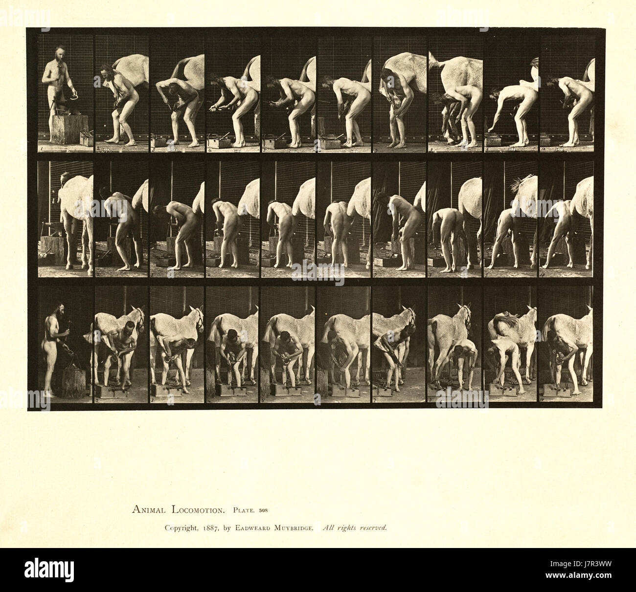 Plate 508 from the series 'Animal Locomotion' by Eadweard Muybridge ...