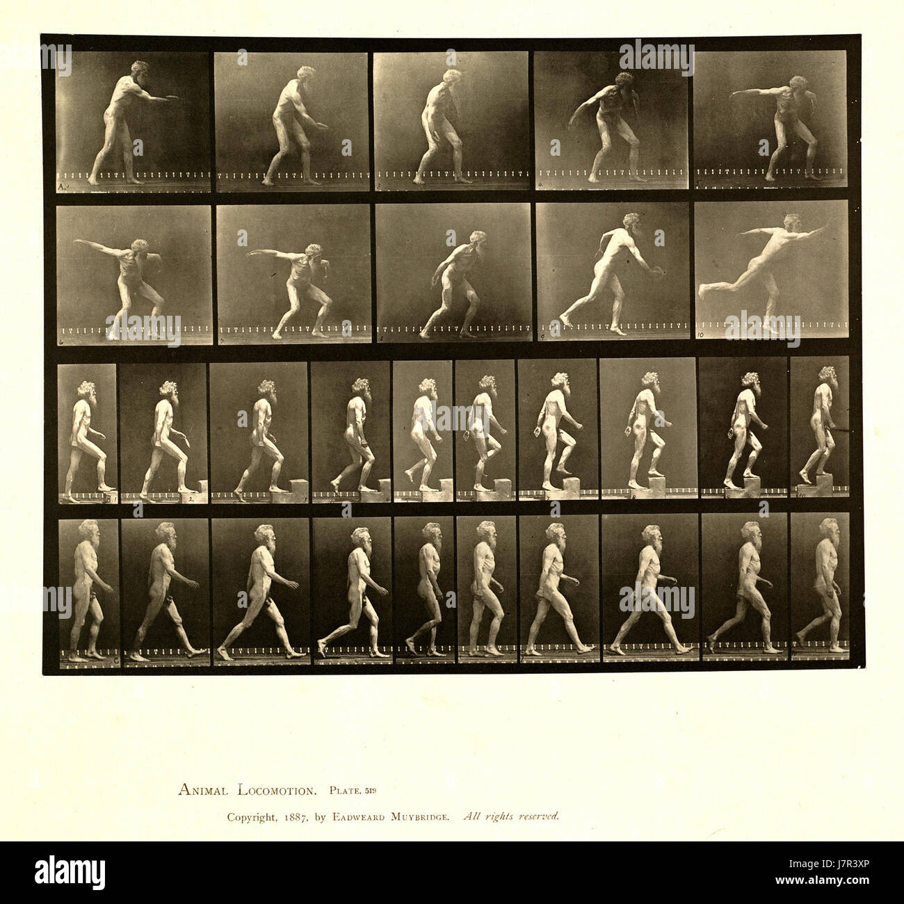 Plate 519 from Eadweard Muybridge's Animal Locomotion series, housed in ...