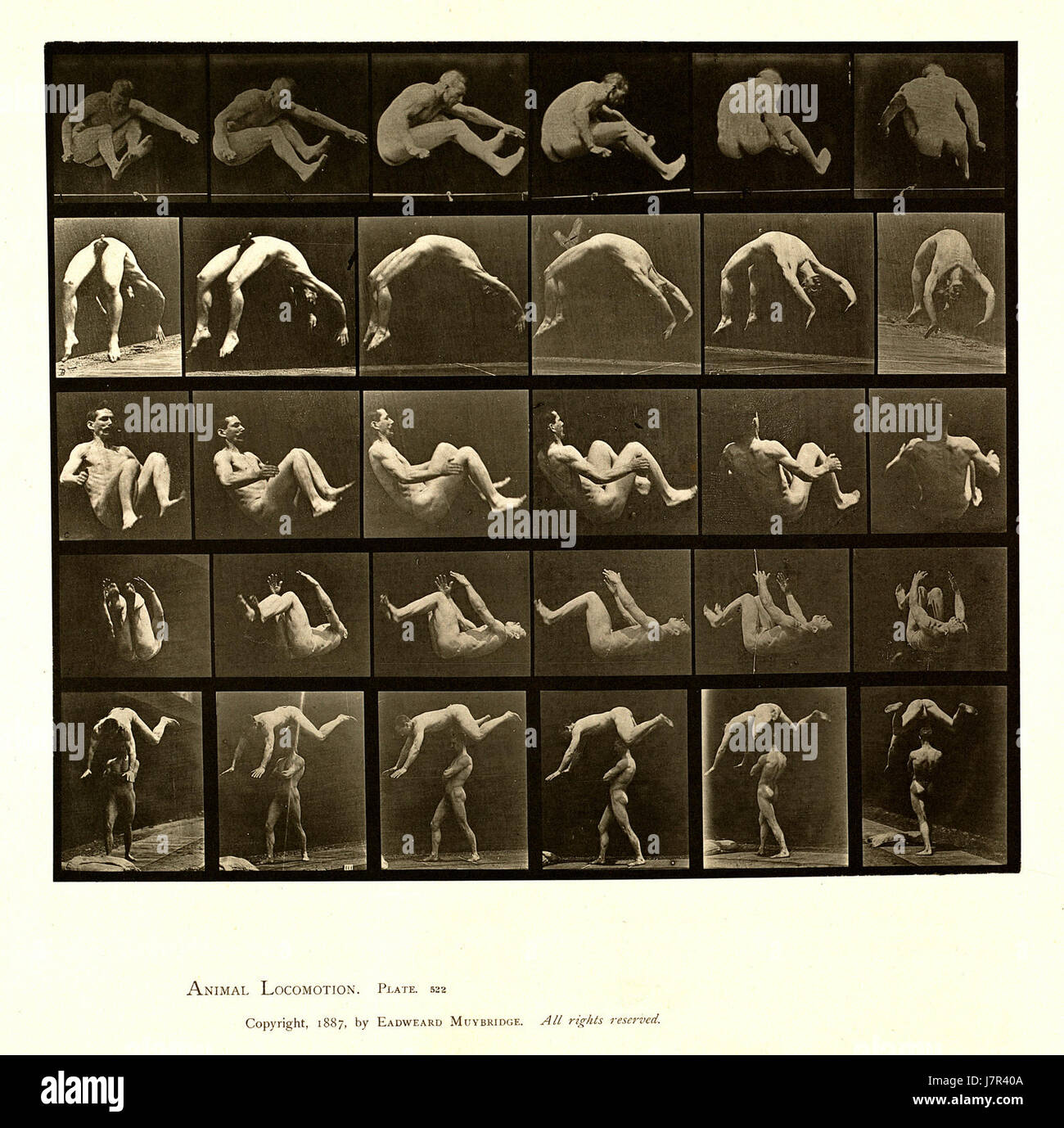 Animal locomotion, Plate 522, from the study by Eadweard Muybridge ...