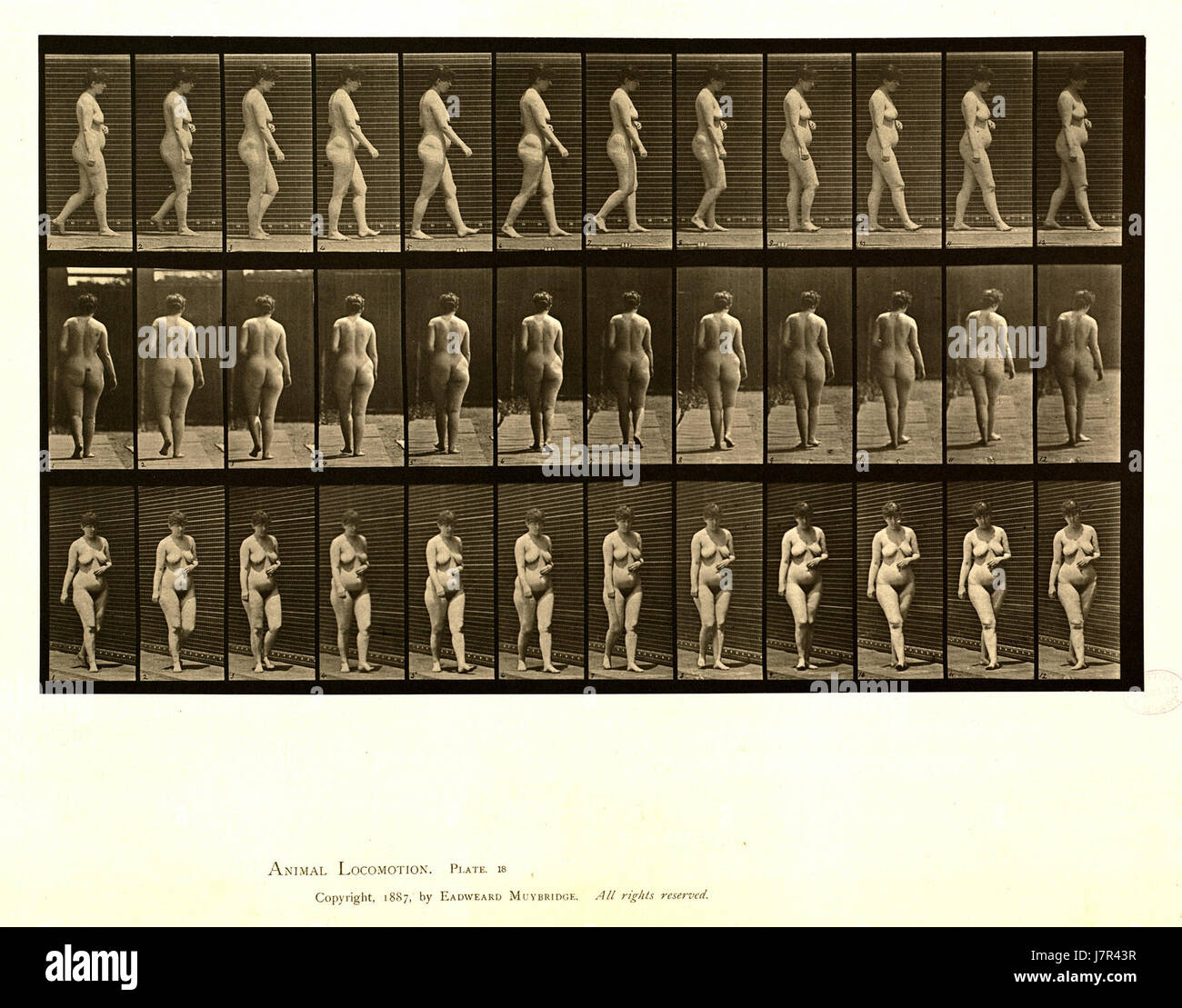 An illustration from 'Animal Locomotion,' Plate 18, depicting the ...