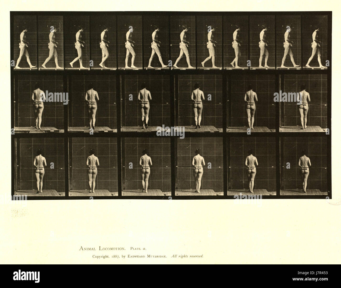 'Animal Locomotion, Plate 21' from the Boston Public Library presents a ...