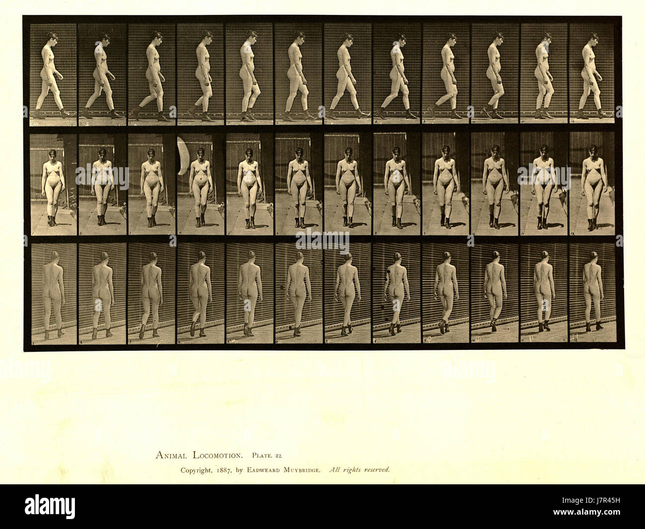 This image, Plate 22 from 'Animal Locomotion,' illustrates the movement ...