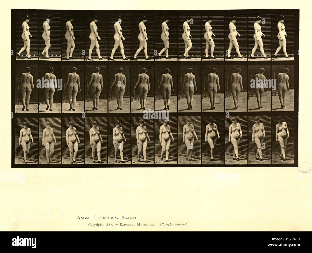 'Animal Locomotion. Plate 24' is an illustration from the ...