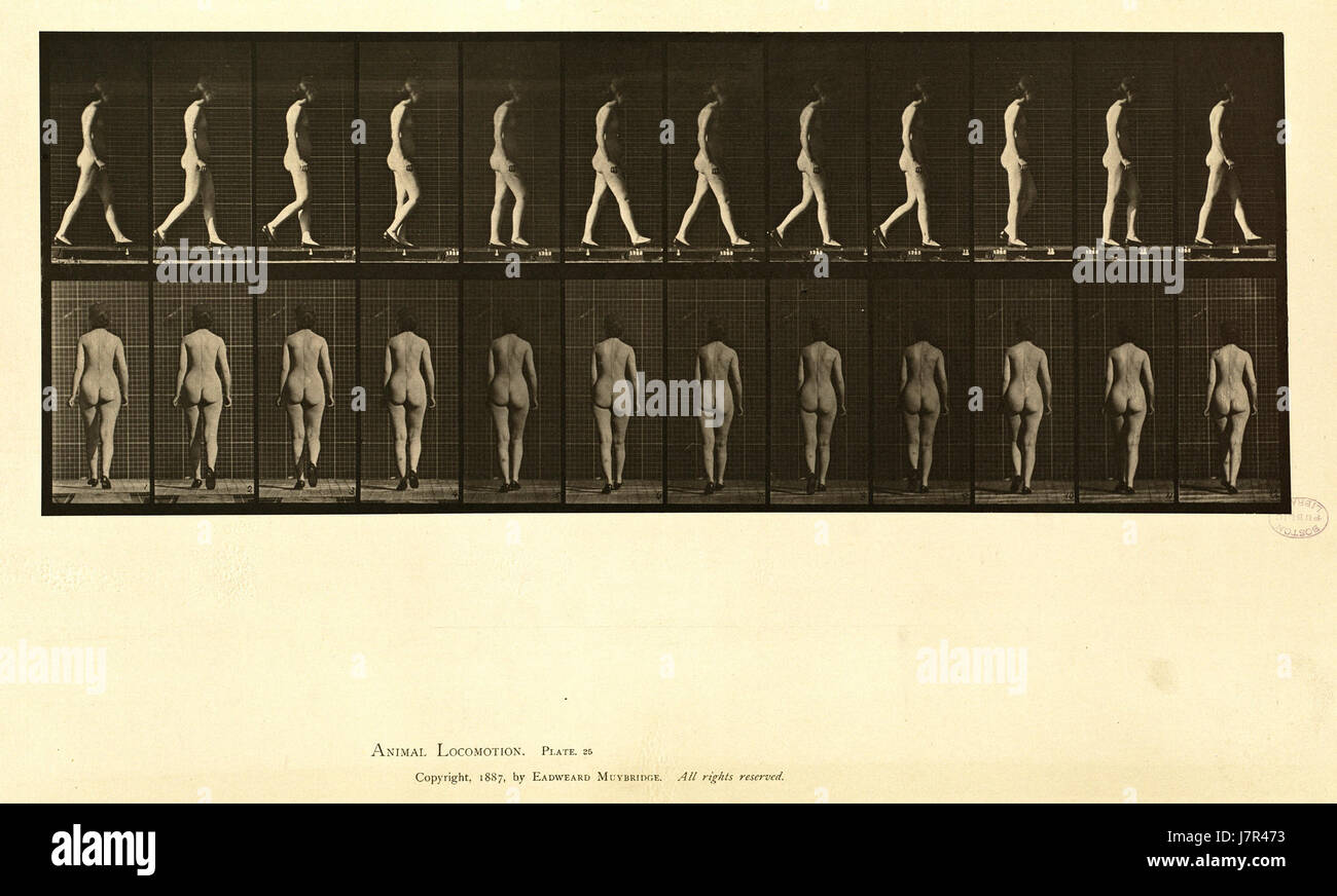 This image from Eadweard Muybridge's 'Animal Locomotion' series ...