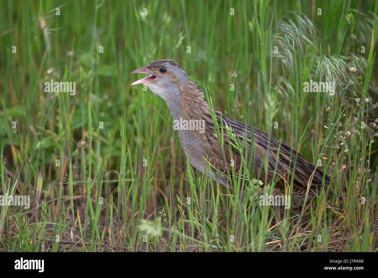 Corncrake (Crex crex) Corncrakes Corn crake crakes Stock Photo - Alamy