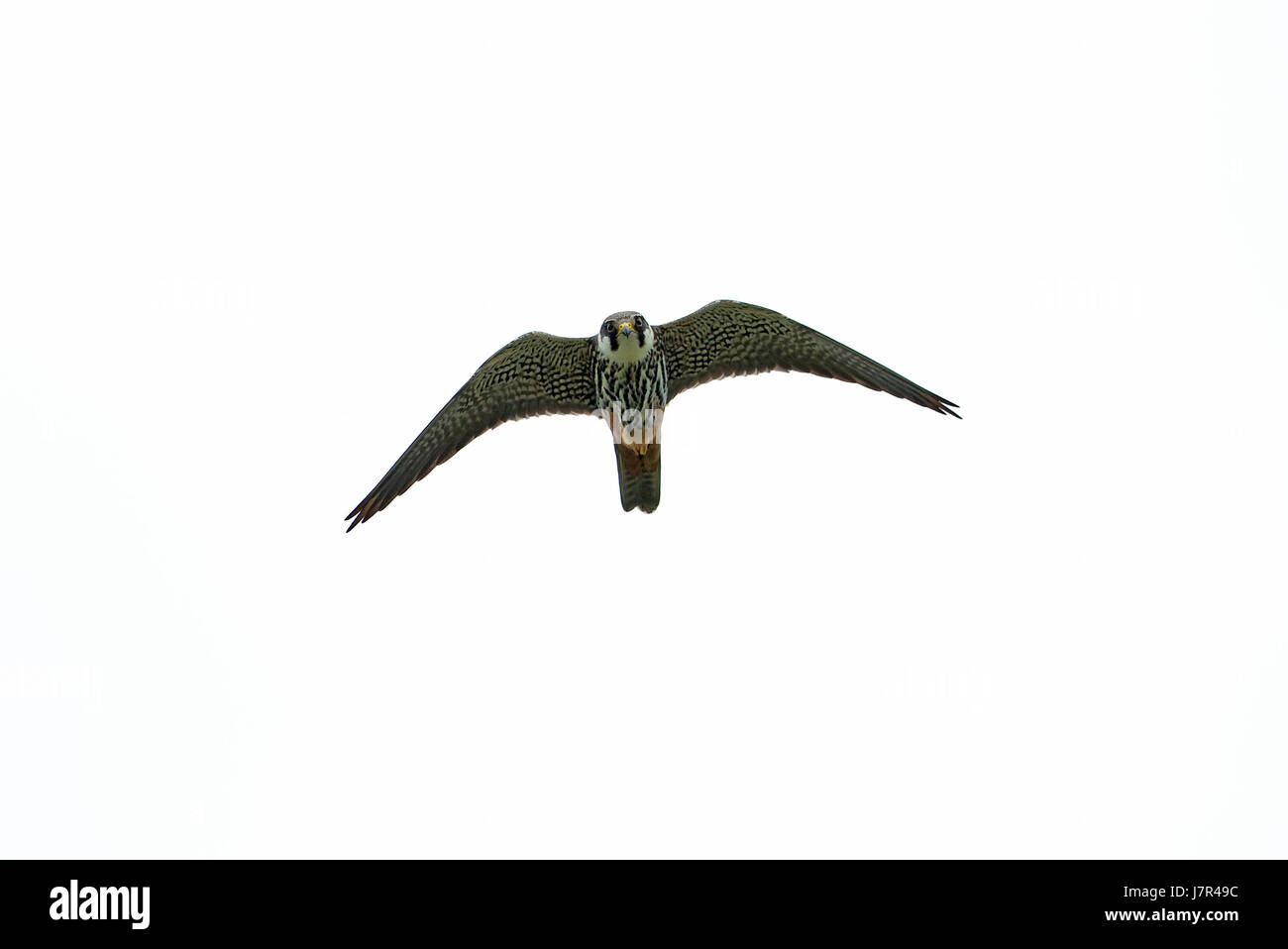 Hobby (Falco subbuteo Stock Photo - Alamy