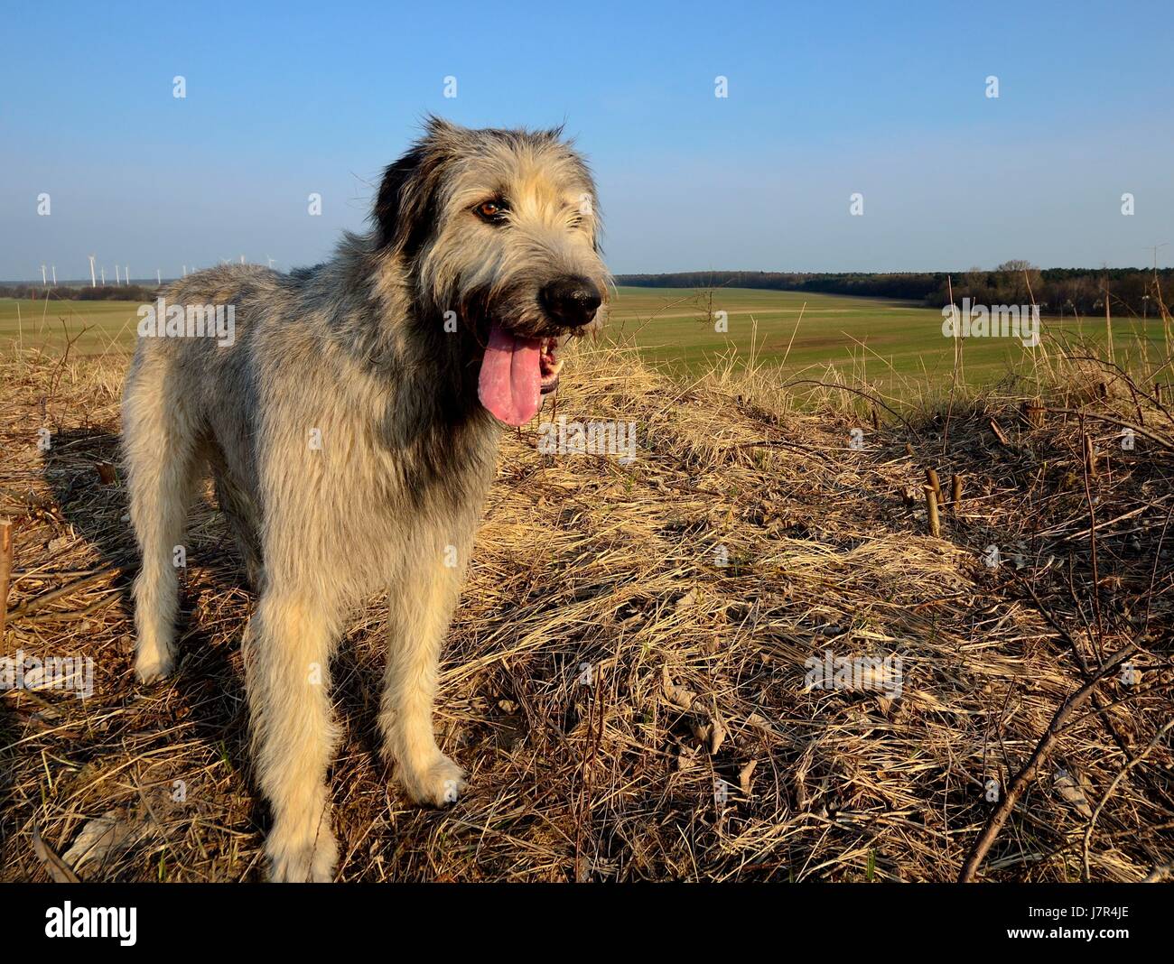 Irish wolfhound male hi-res stock photography and images - Alamy