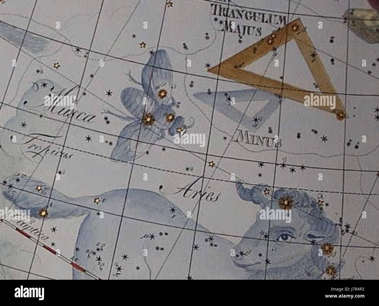 'Bode musca tri' refers to a specimen or classification related to the ...