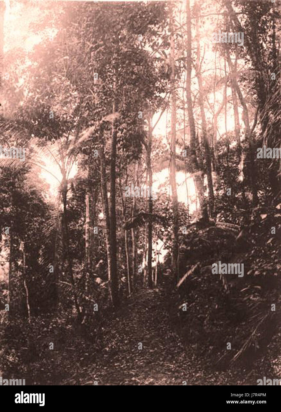 Bospad High Resolution Stock Photography and Images - Alamy