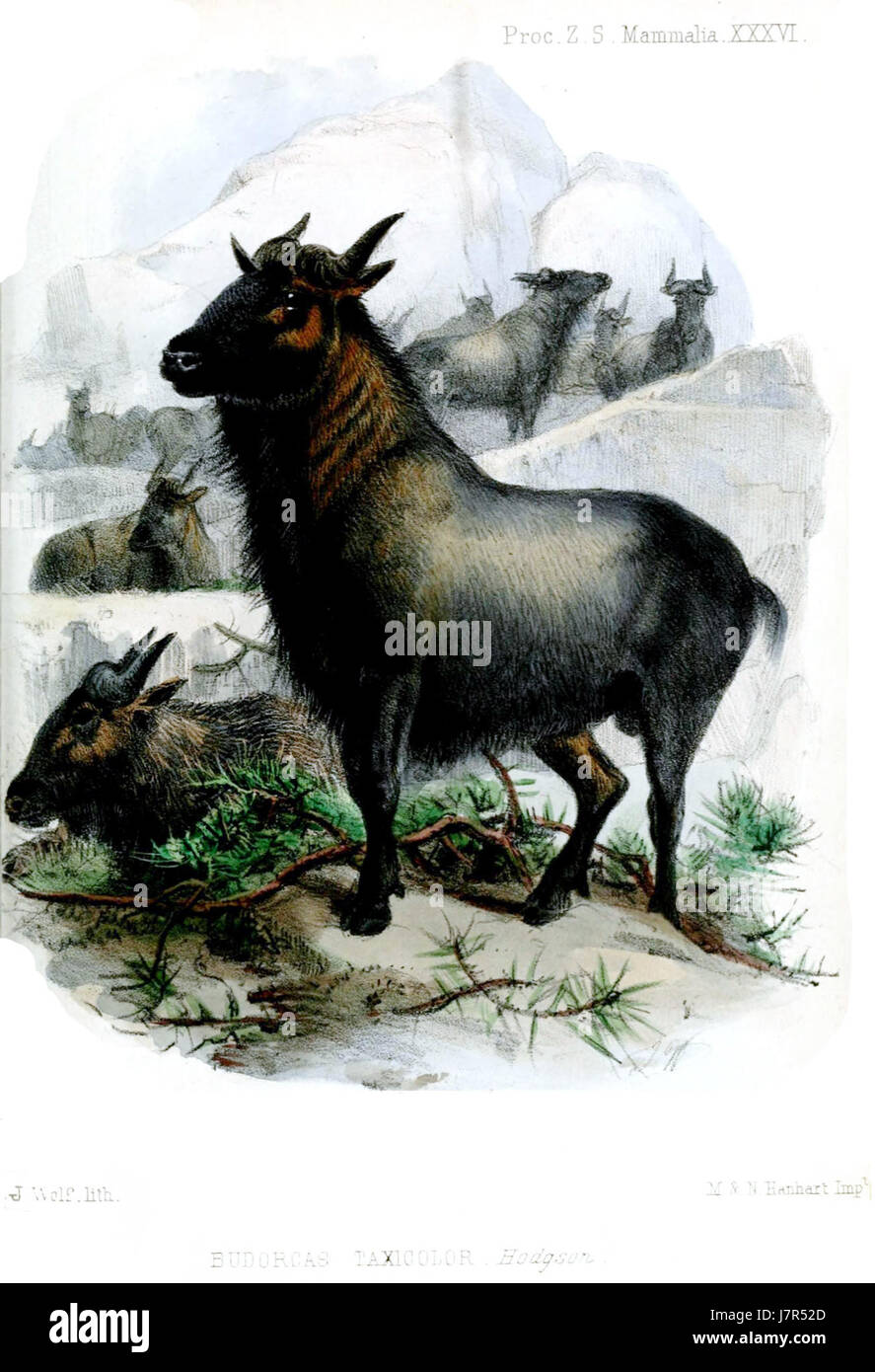 The Budorcas taxicolor, commonly known as the Himalayan tahr, is a ...