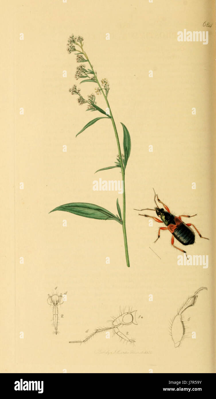 Volume 7 of John Curtis's British Entomology features an illustration ...