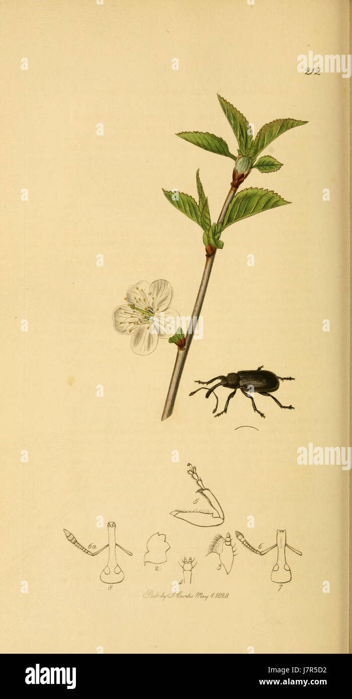This image comes from Volume 2, Plate 212 of 'British Entomology,' a ...