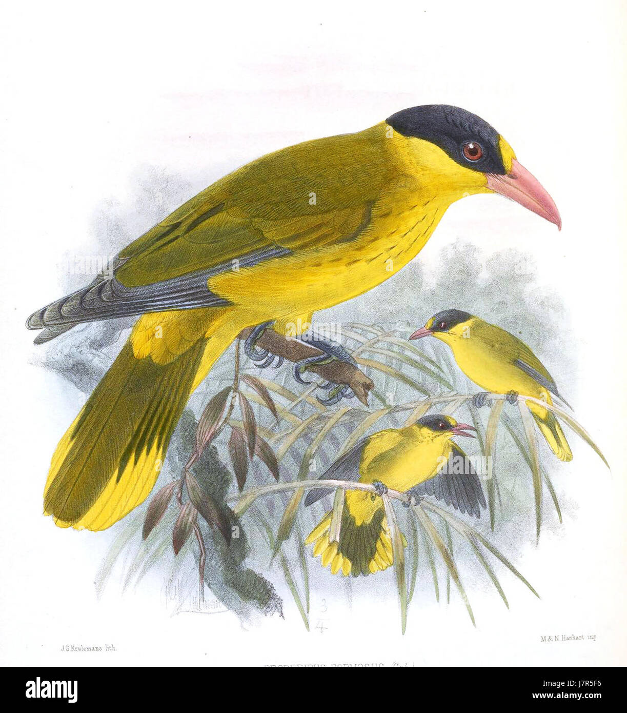 Broderipus formosus is a species of squid, described by Keulemans. This ...