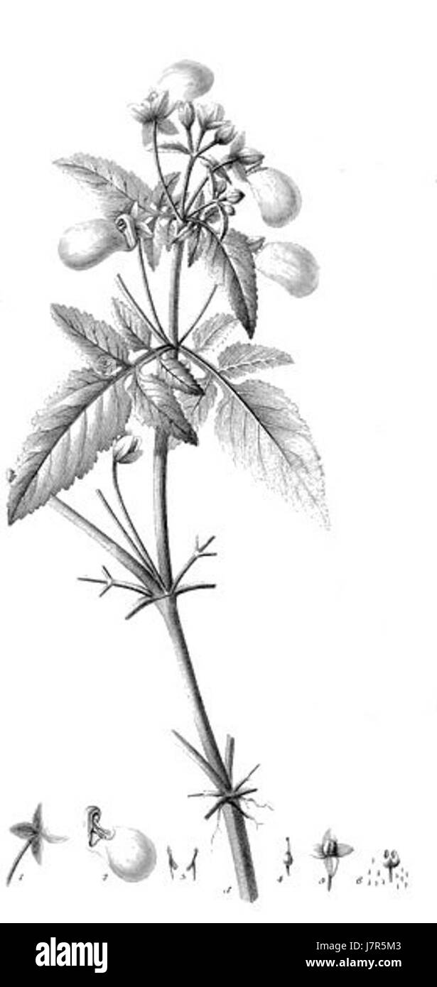 South american plant Black and White Stock Photos & Images - Alamy