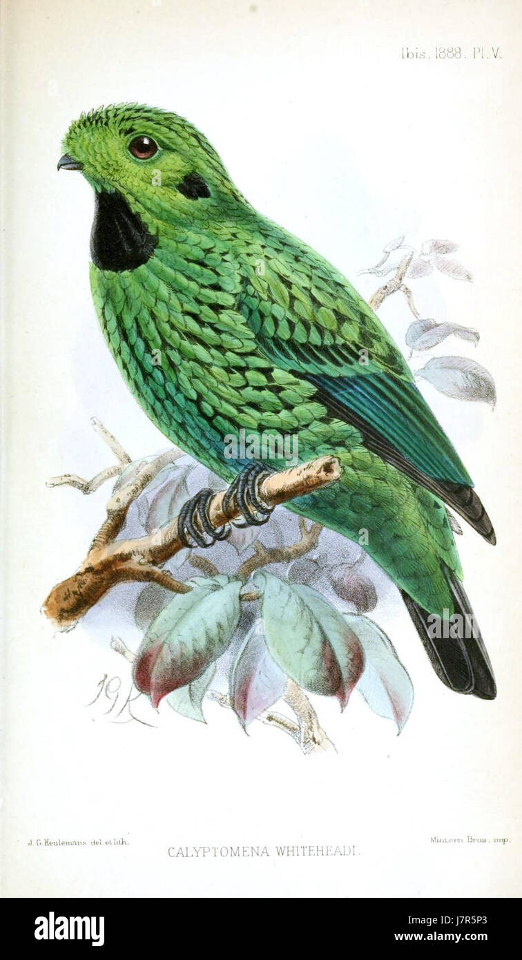 *Calyptomena Whiteheadi* is a species of bird, and *Keulemans* refers ...
