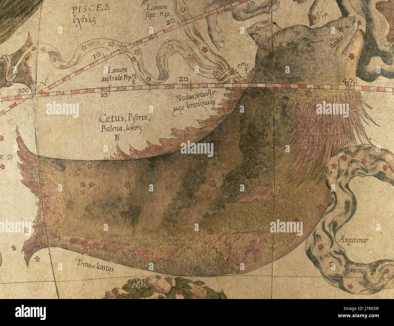 Cetus Mercator Stock Photo - Alamy