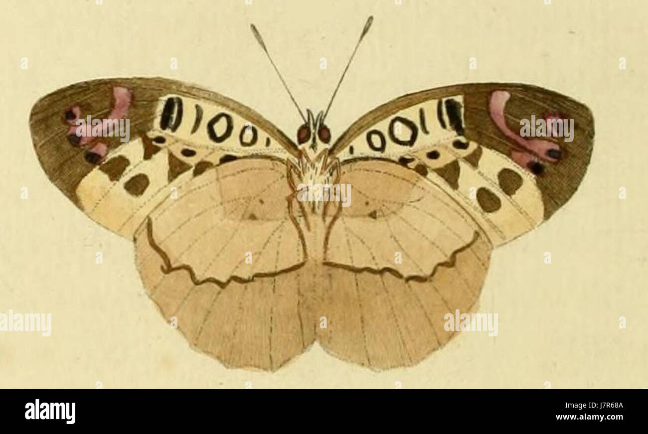 Catuna hi-res stock photography and images - Alamy