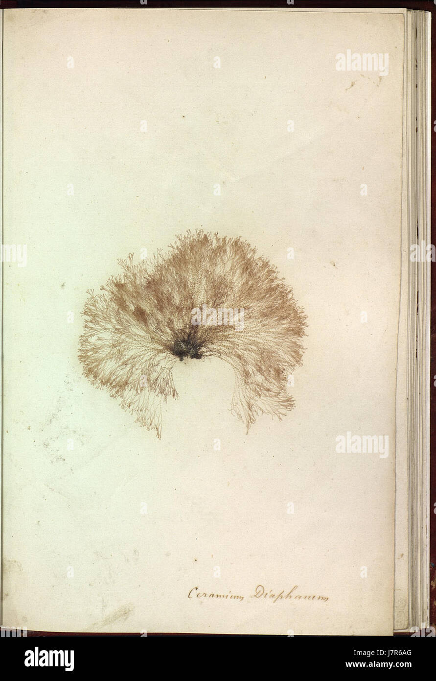 Ceramium diaphanum is a species of red algae found in marine ...