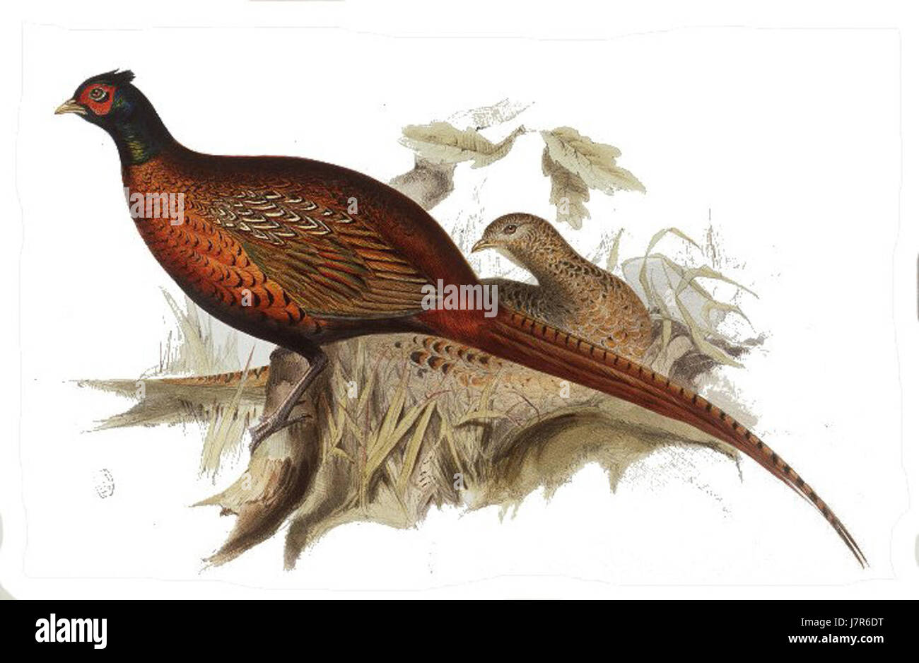 Line drawing pheasant hi-res stock photography and images - Alamy