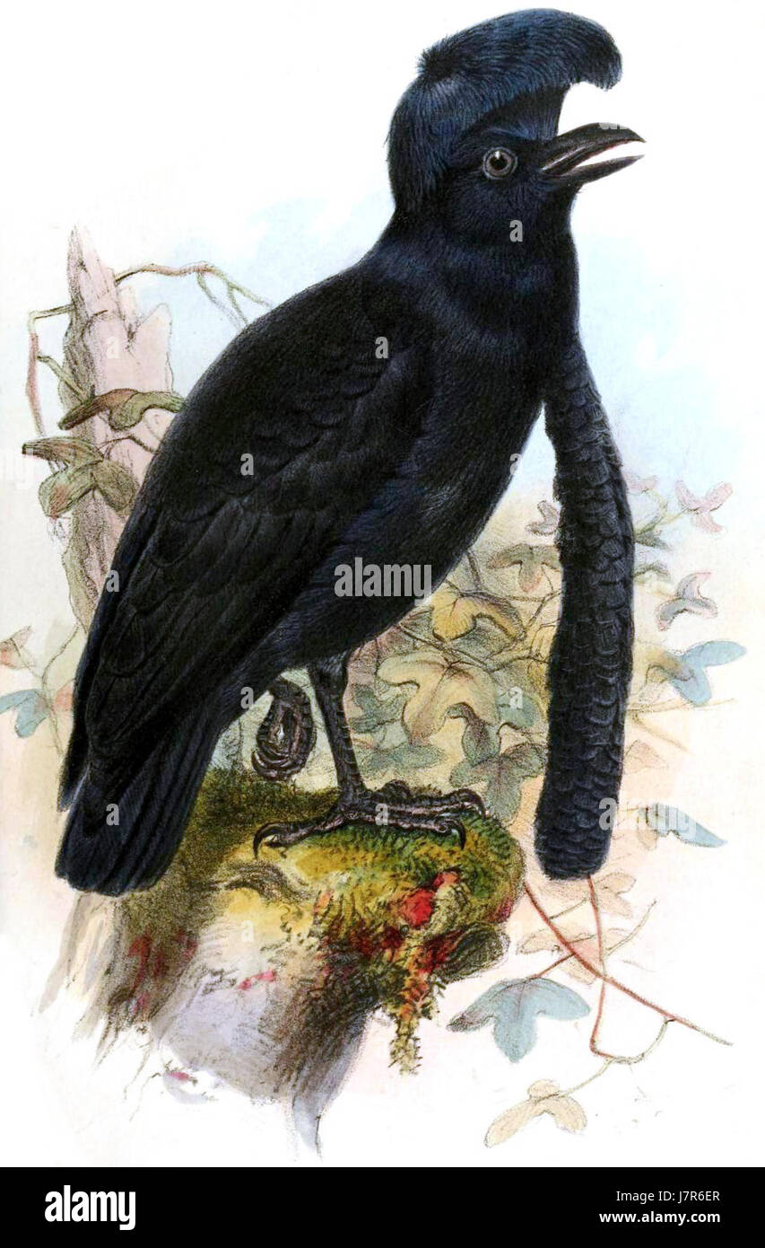 Cephalopterus penduligerIbisV1 1859 p003AA Stock Photo - Alamy