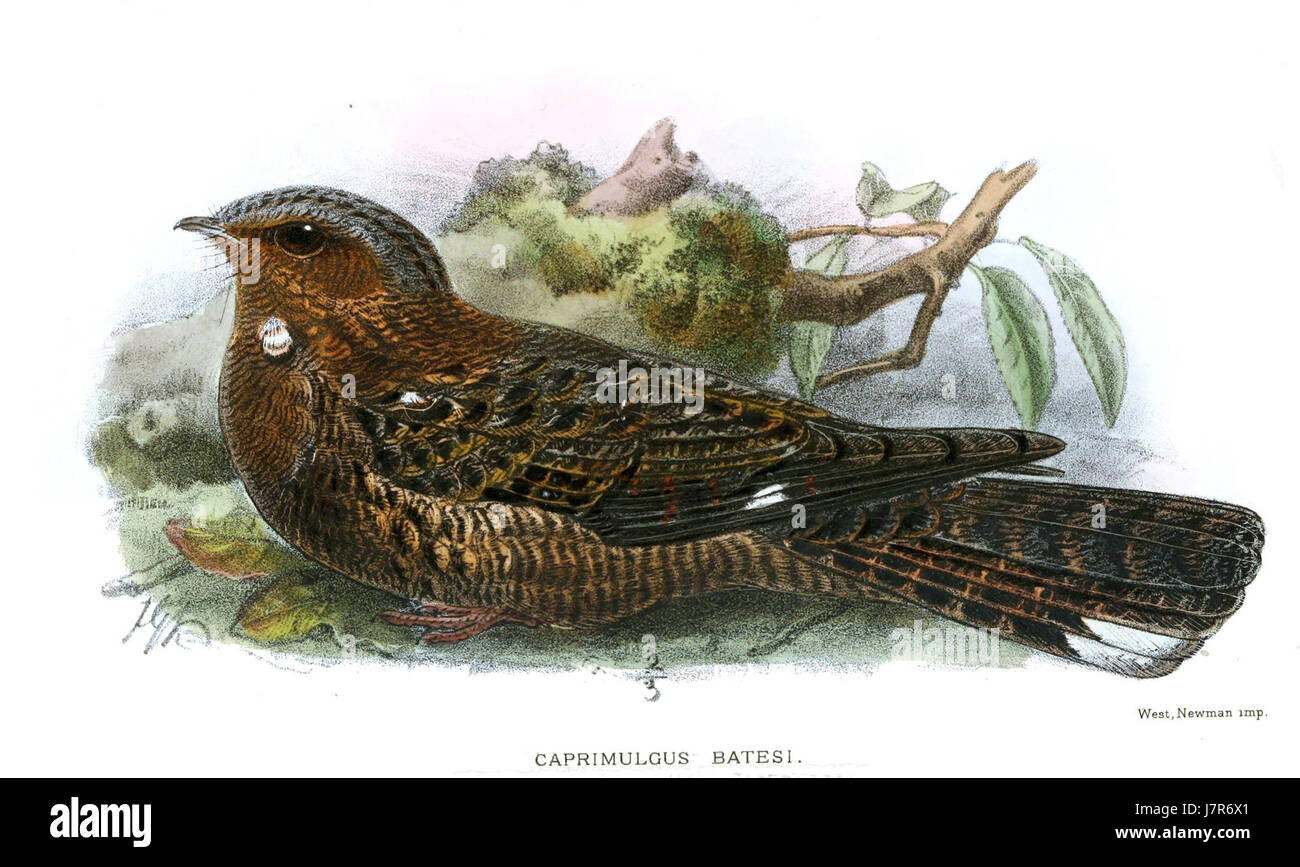 Caprimulgus Batesi, commonly known as Bates' Nightjar, is a species of ...