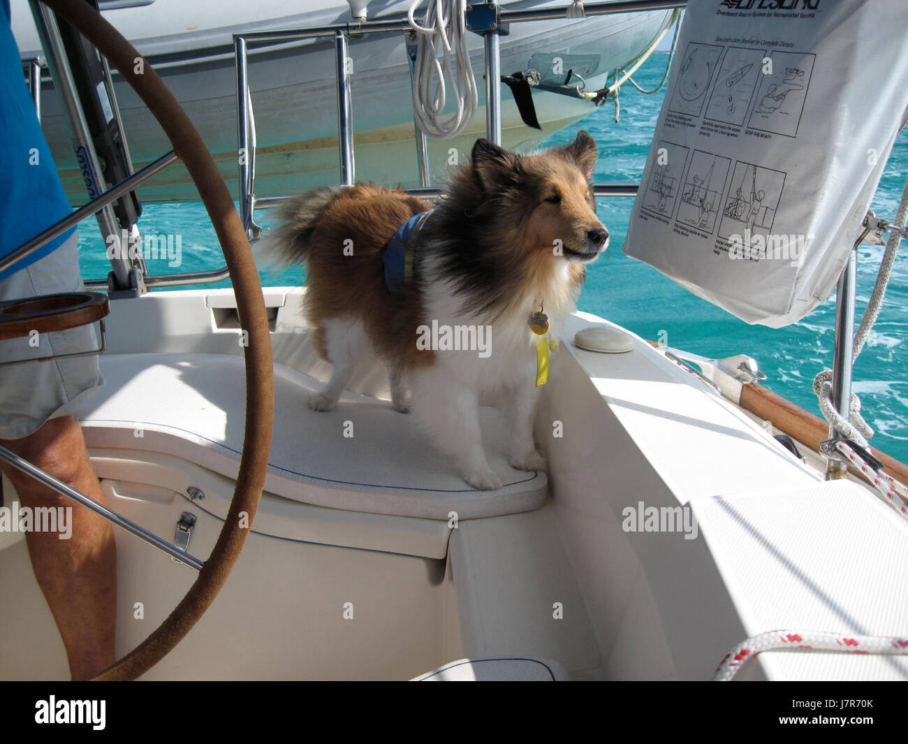 The image represents a dynamic scene of a dog in motion, captured as ...