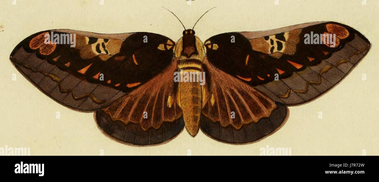 Citheronia phoronea, also known as Phalaena Phoronea, is a species of ...