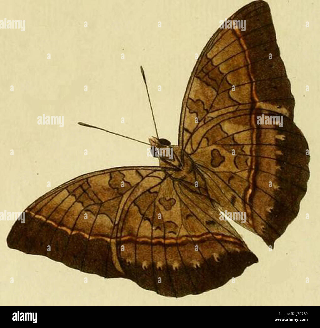 Cymothoe hi-res stock photography and images - Alamy