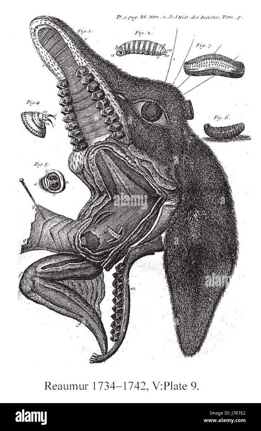 The Deer Bot Fly, scientifically known as Hypoderma diana, is a ...