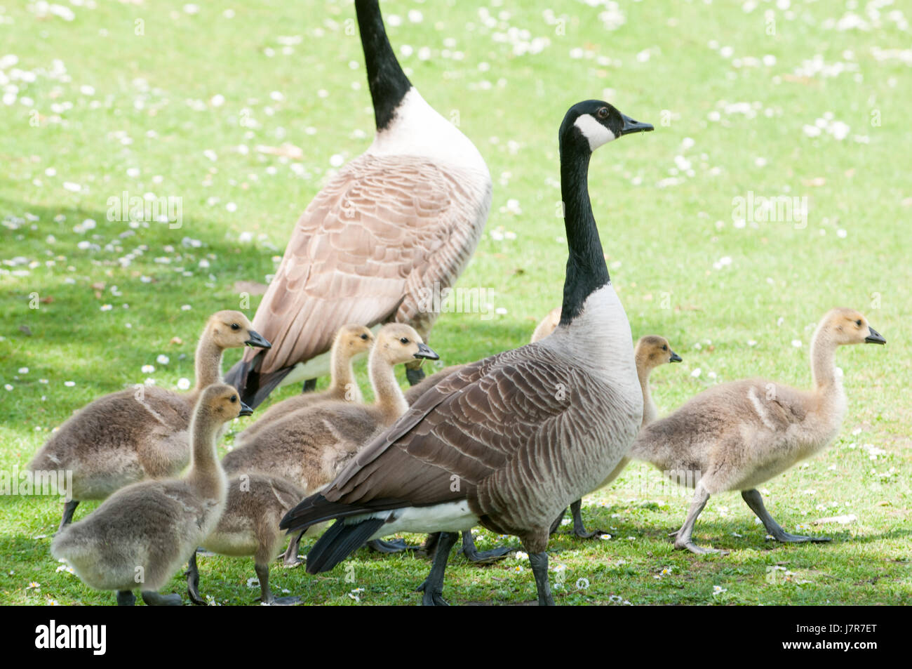 Family of geese, animal protecting its young Stock Photo - Alamy
