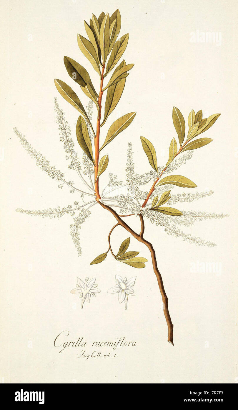 Cyrilla racemiflora, a species of flowering plant, is depicted in the ...