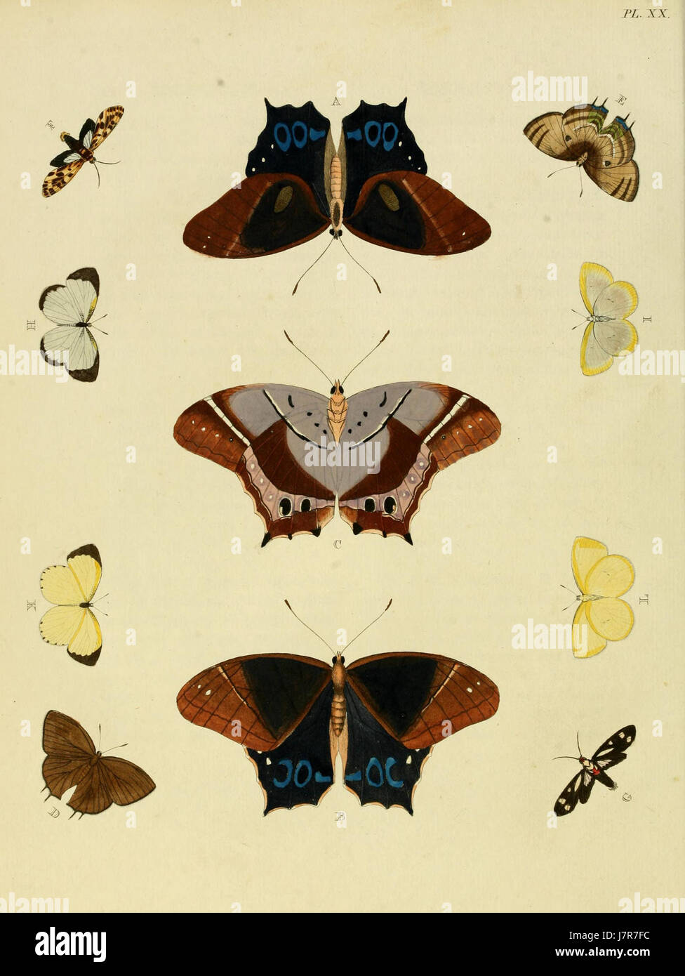 Illustration from Cramer & Stoll's 'Uitlandsche Kapellen,' volume 1 ...