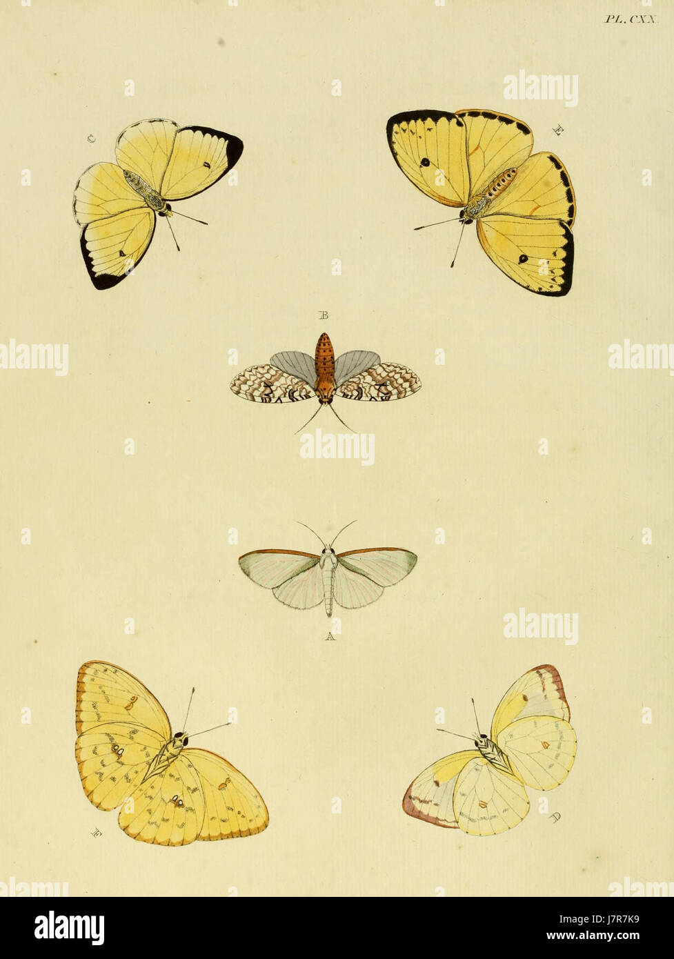 'Uitlandsche Kapellen', Volume 2, Plate 120 by Cramer & Stoll is a ...
