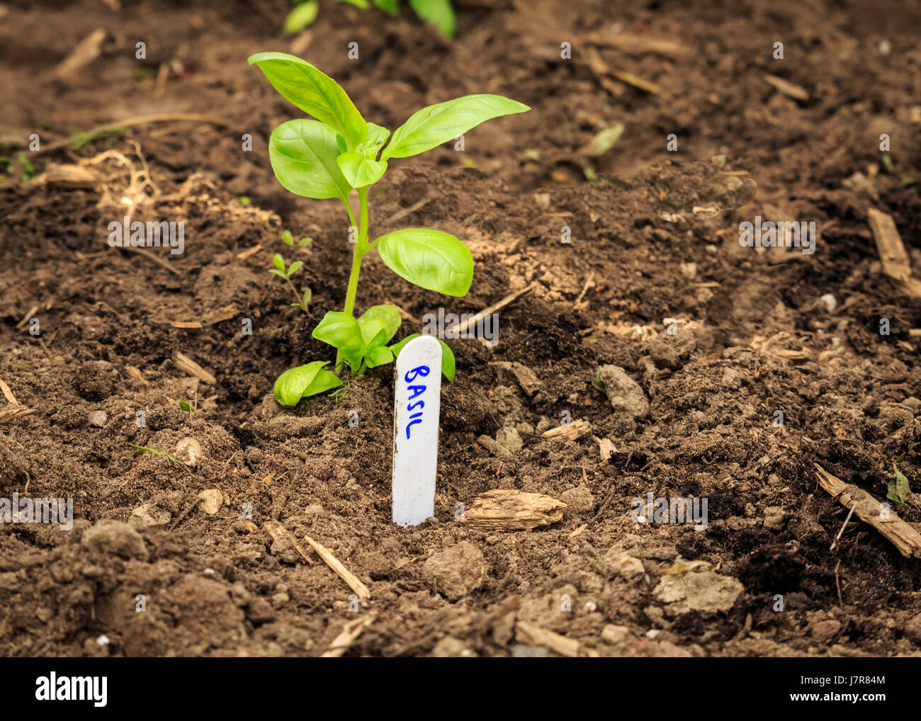 Basil seedling with label planted into a spring garden Stock Photo - Alamy