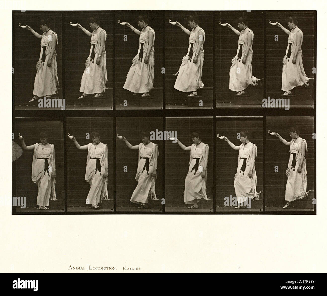 'Animal Locomotion, Plate 135' is an iconic image from the ...