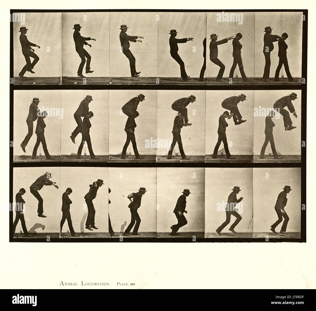 An image from 'Animal Locomotion,' Plate 169, a study by Eadweard ...