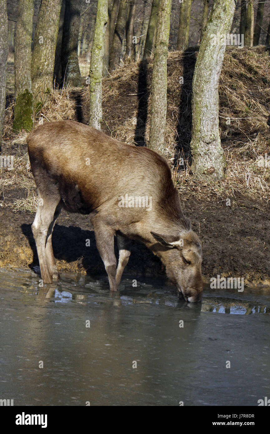 bull cow elk waters animal mammal asia bull portrait europe wet cow ...