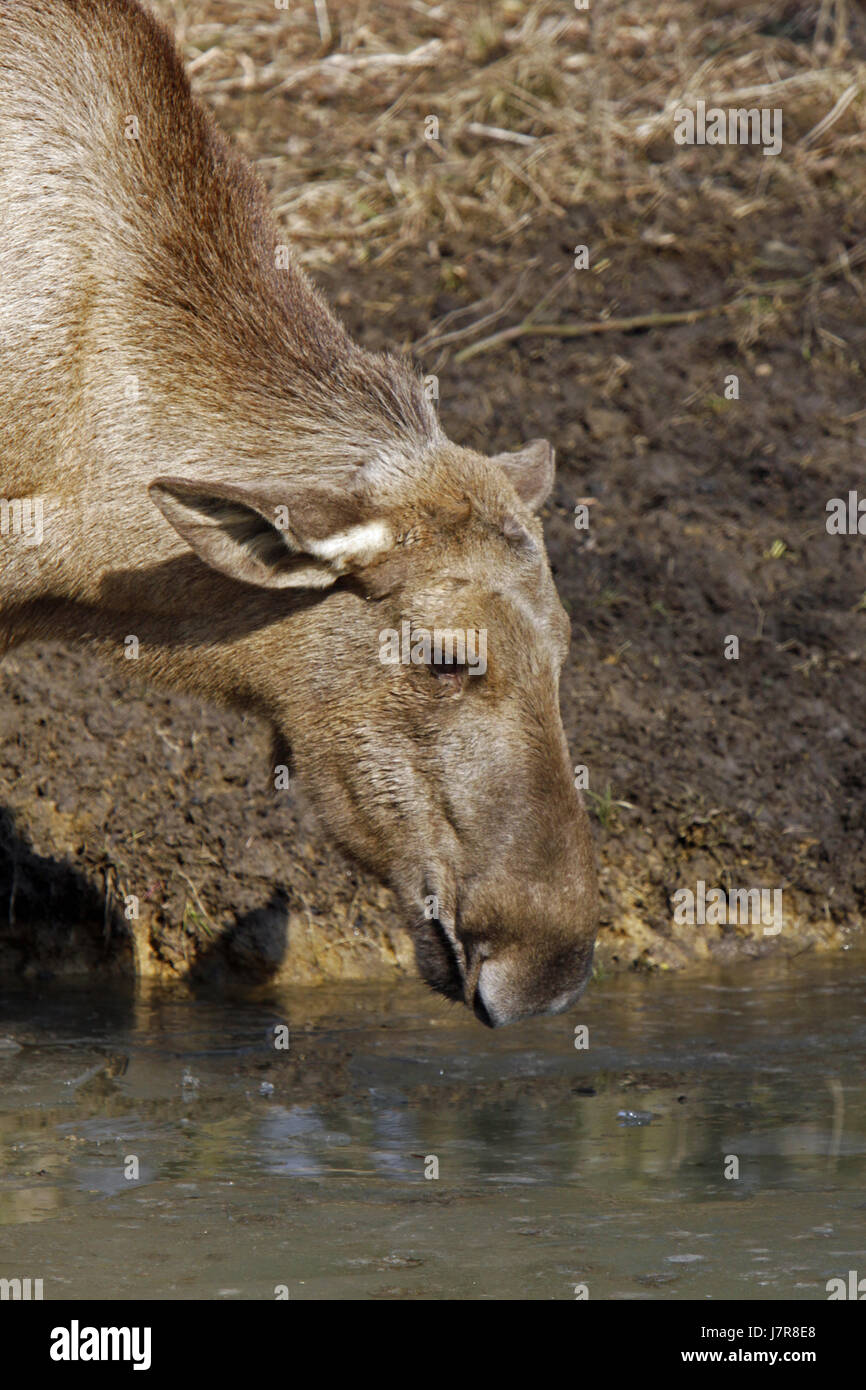 bull cow elk waters animal mammal asia bull portrait europe wet cow ...