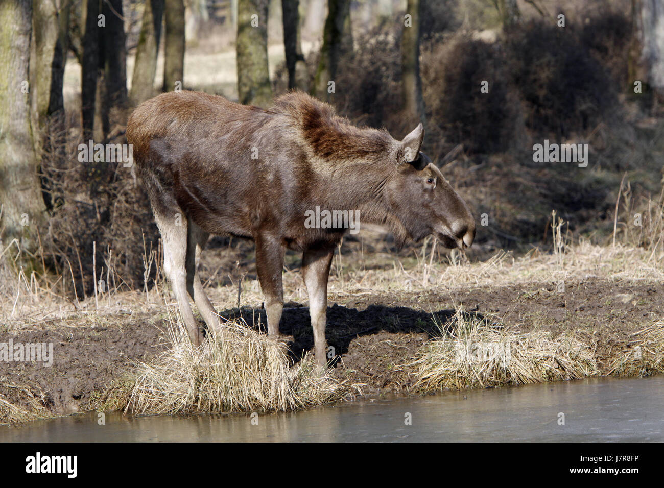 bull cow elk waters animal mammal asia bull portrait europe wet cow ...