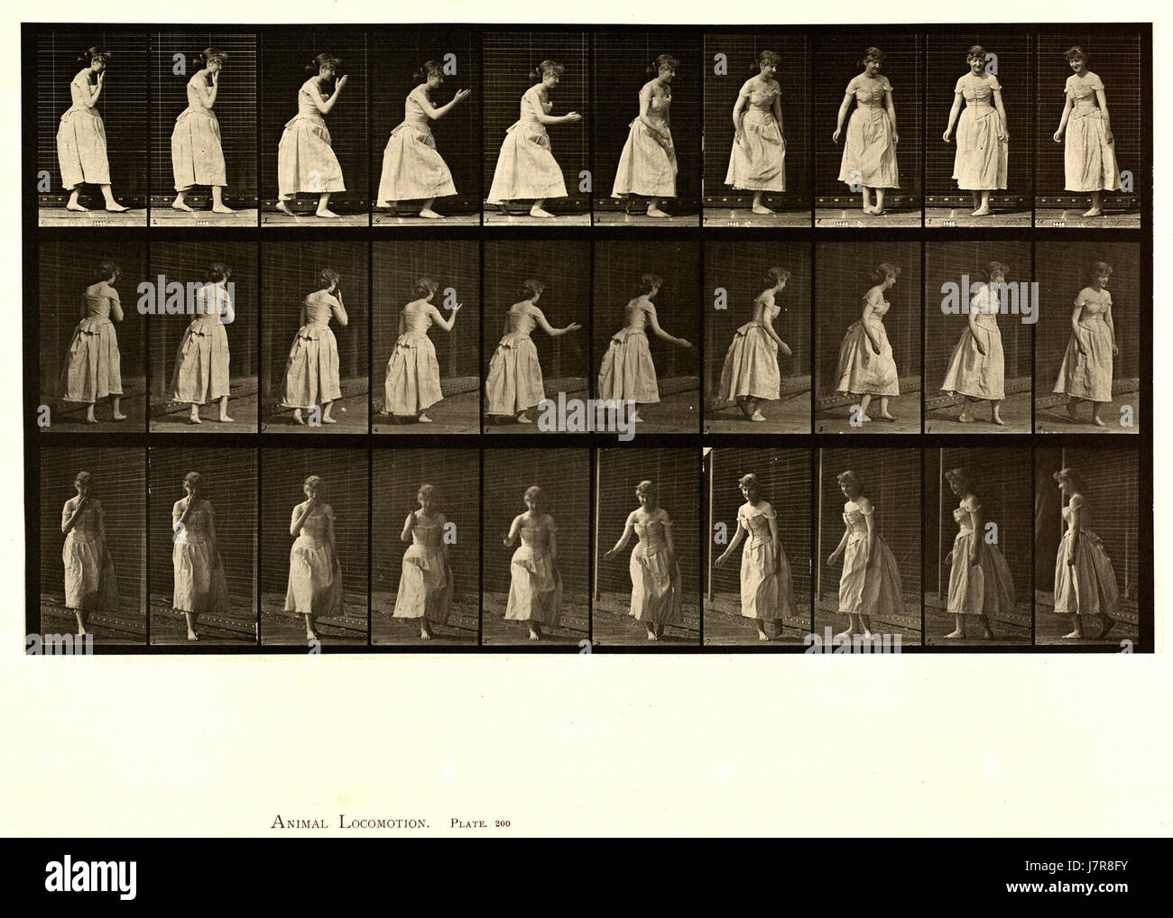 Plate 200 from the study of animal locomotion, housed at the Boston ...