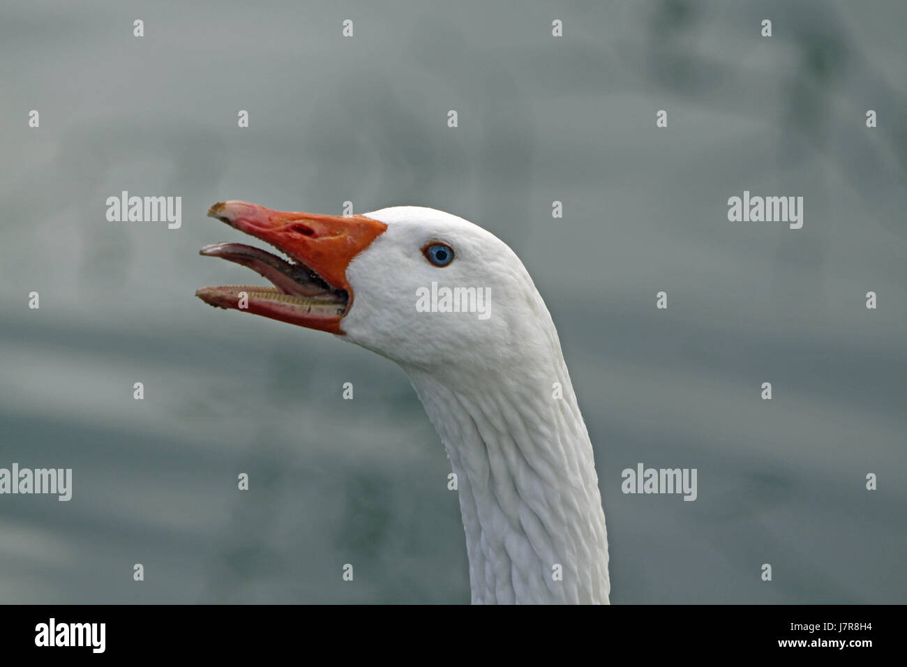 Hissing goose hi-res stock photography and images - Alamy