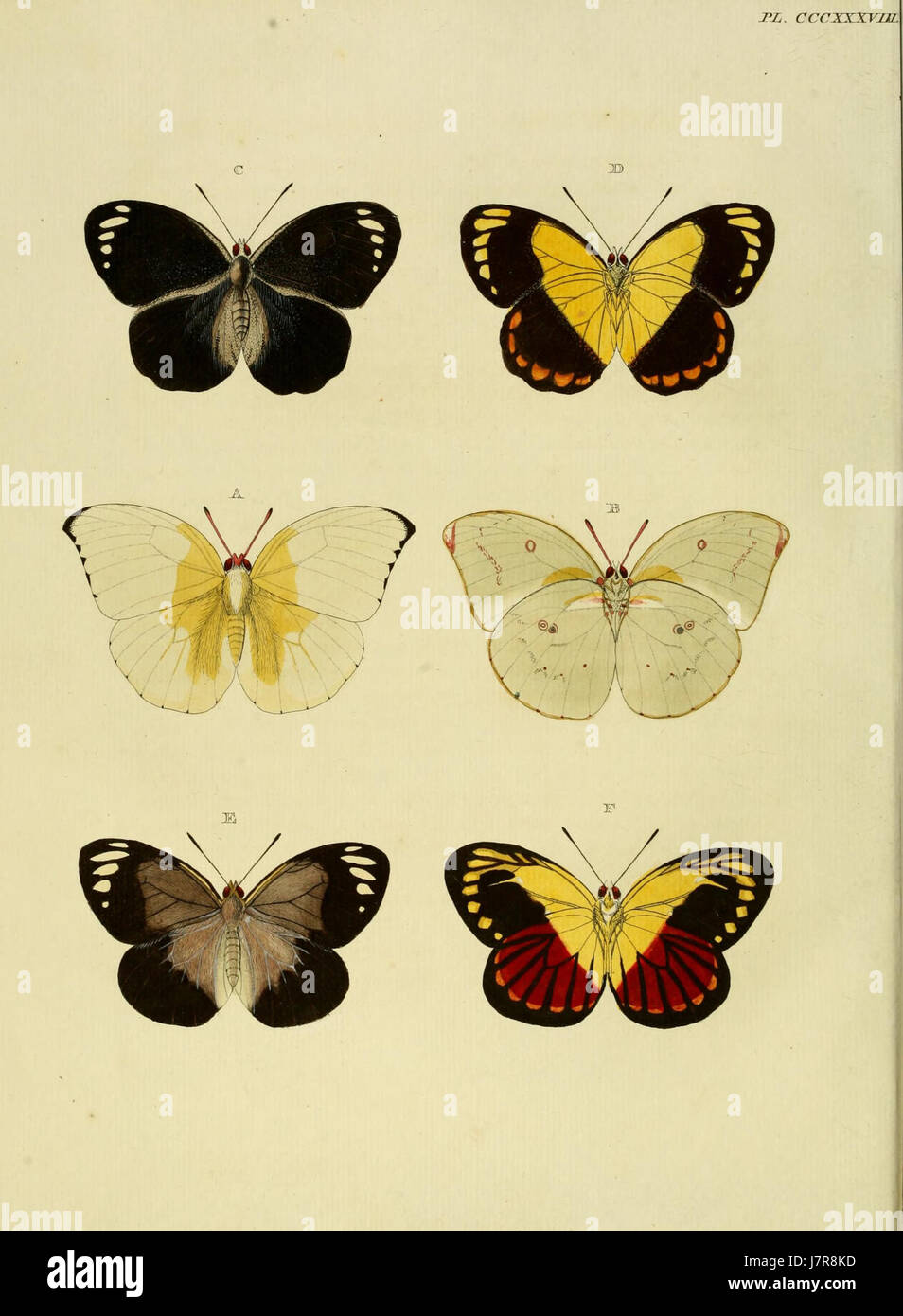 The illustration from 'Uitlandsche Kapellen,' Volume 4, Plate 339, by ...