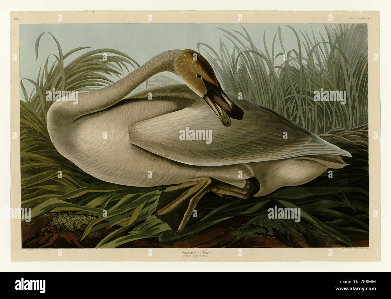 The trumpet of the swan hi-res stock photography and images - Alamy