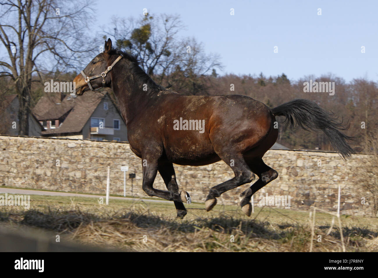 horse gallop sport sports run running runs motion postponement moving ...