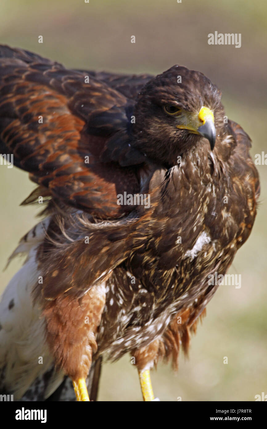 bird birds raptor birds of prey animal bird birds raptor birds of prey ...